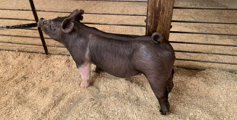 Huinker Durocs LTD - Winners